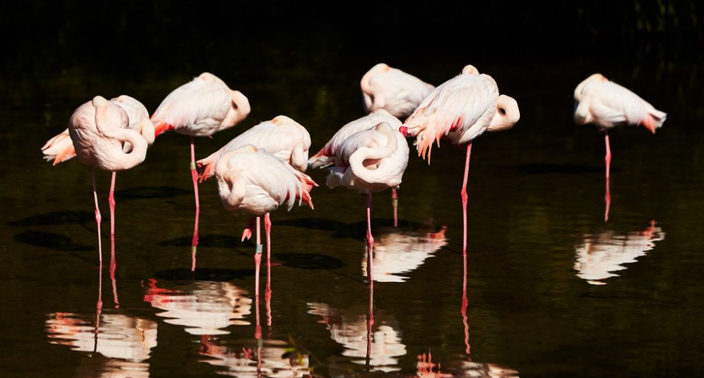 Greater Flamingo | Birdland Park & Gardens