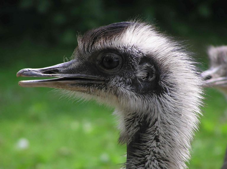 Greater Rhea | Birdland Park & Gardens