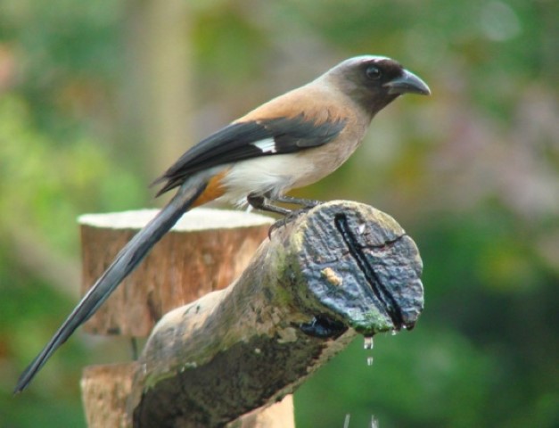 Species Spotlight - Grey Treepie - Birdland Park & Gardens