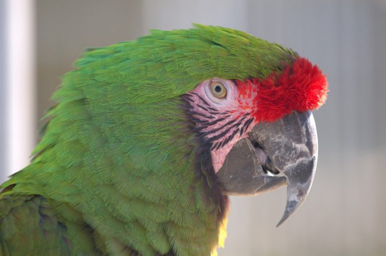 Military Macaw | Birdland Park & Gardens