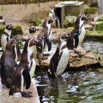 Birdland Park and Gardens | Things to do in Gloucestershire