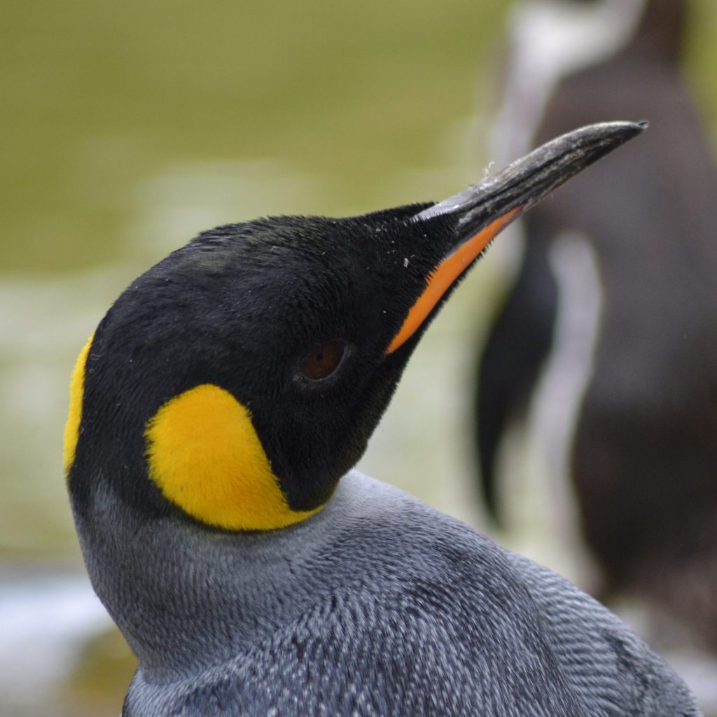 Spike The Penguin | Birdland Park & Gardens