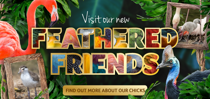 Birdland Park & Gardens in Bourton-on-the-Water, Gloucestershire