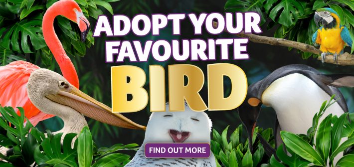Birdland Park & Gardens in Bourton-on-the-Water, Gloucestershire