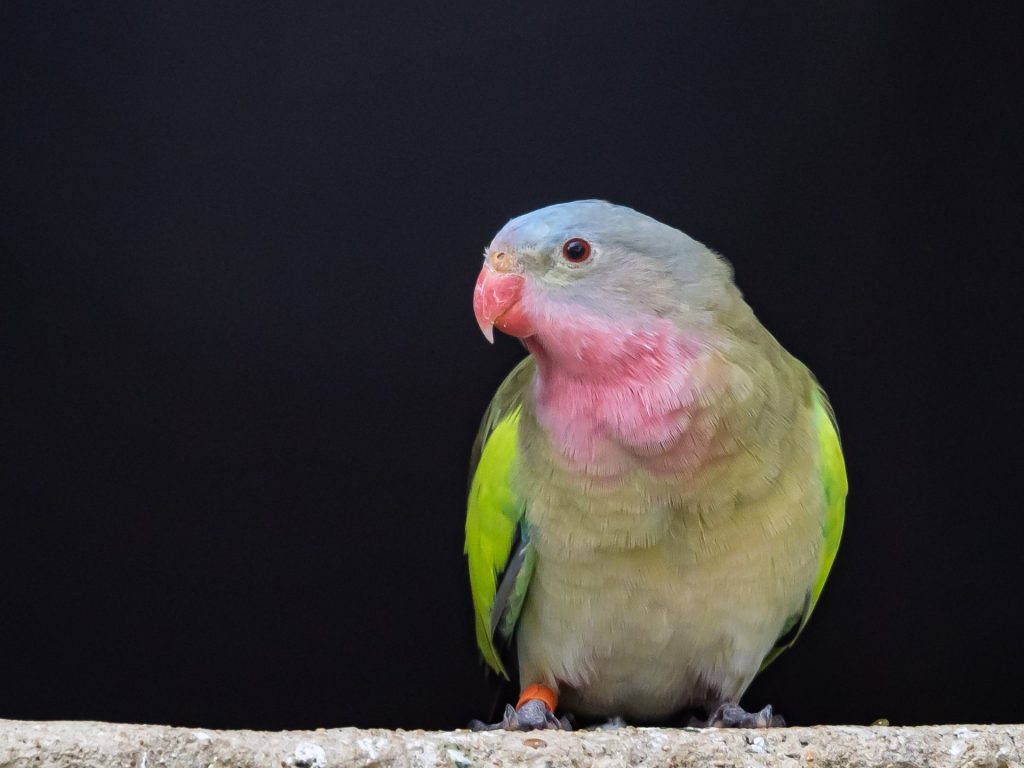 Princess Parrot | Birdland Park & Gardens