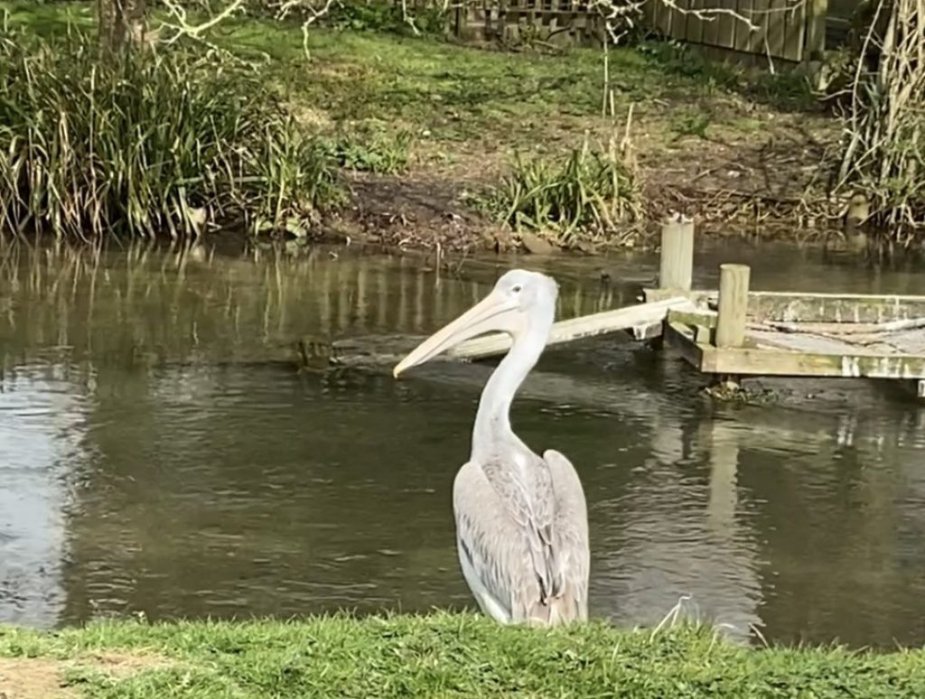 New Pelican arrival at Birdland! | Birdland Park & Gardens